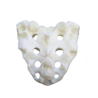 Sacrum Bone Anatomical Model | Female | HaB Direct
