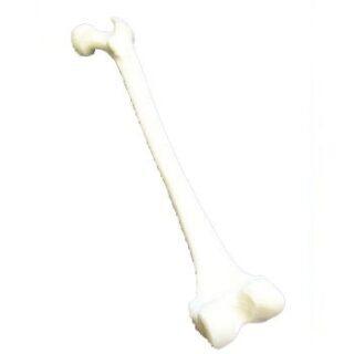 Femur Bone Anatomical Model | HaB Direct