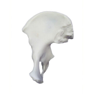 Pelvis Wing/Innominate Bone | Anatomical Model | HaB Direct