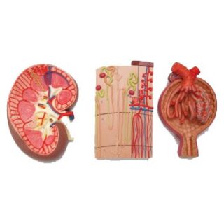 Urinary System Anatomical Model | Kidney, Nephron & Glomerulus - HaB Direct