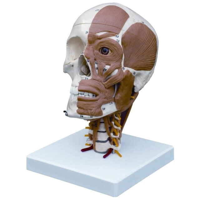 Skull Anatomical Model | Half Muscled - HaB Direct