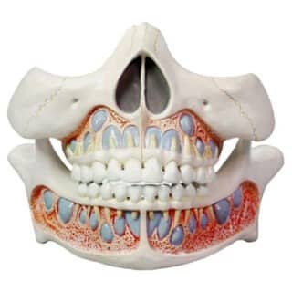 Deciduous Teeth Anatomical Model - HaB Direct