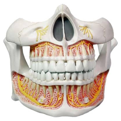 Permanent Teeth Anatomical Model - HaB Direct
