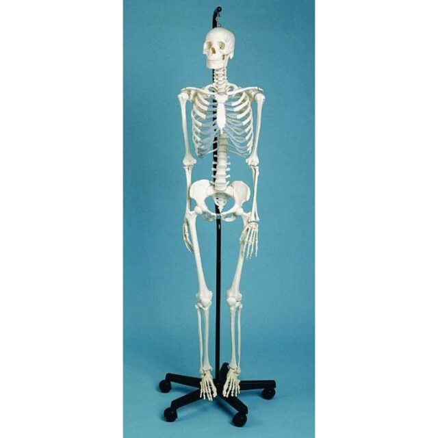 Male Skeleton Anatomical Model | Full Scale Model - HaB Direct