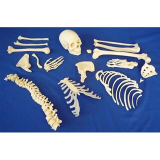 Half Skeleton Anatomical Model | Disarticulated - HaB Direct