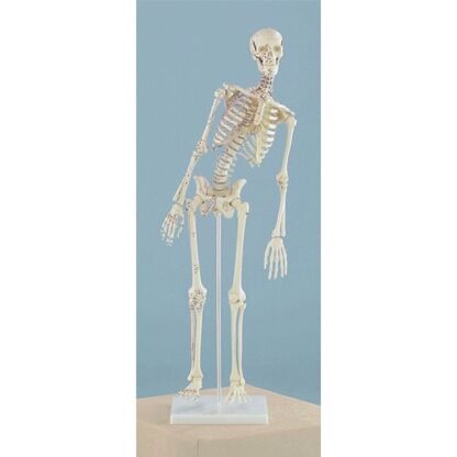 Miniature Skeleton Anatomical Model | Flex Spine - HaB Direct