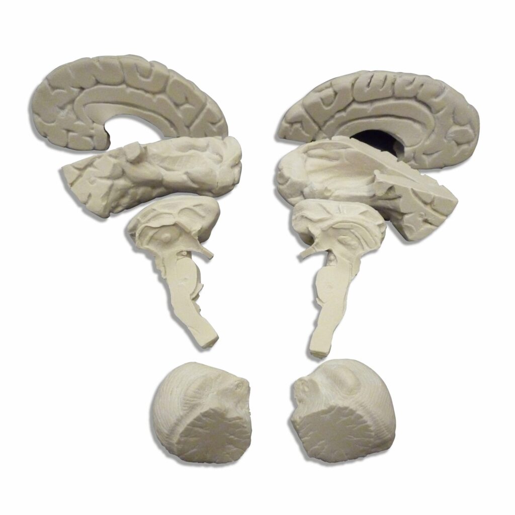 Soft Brain Anatomical Model | 8 Parts - HaB Direct