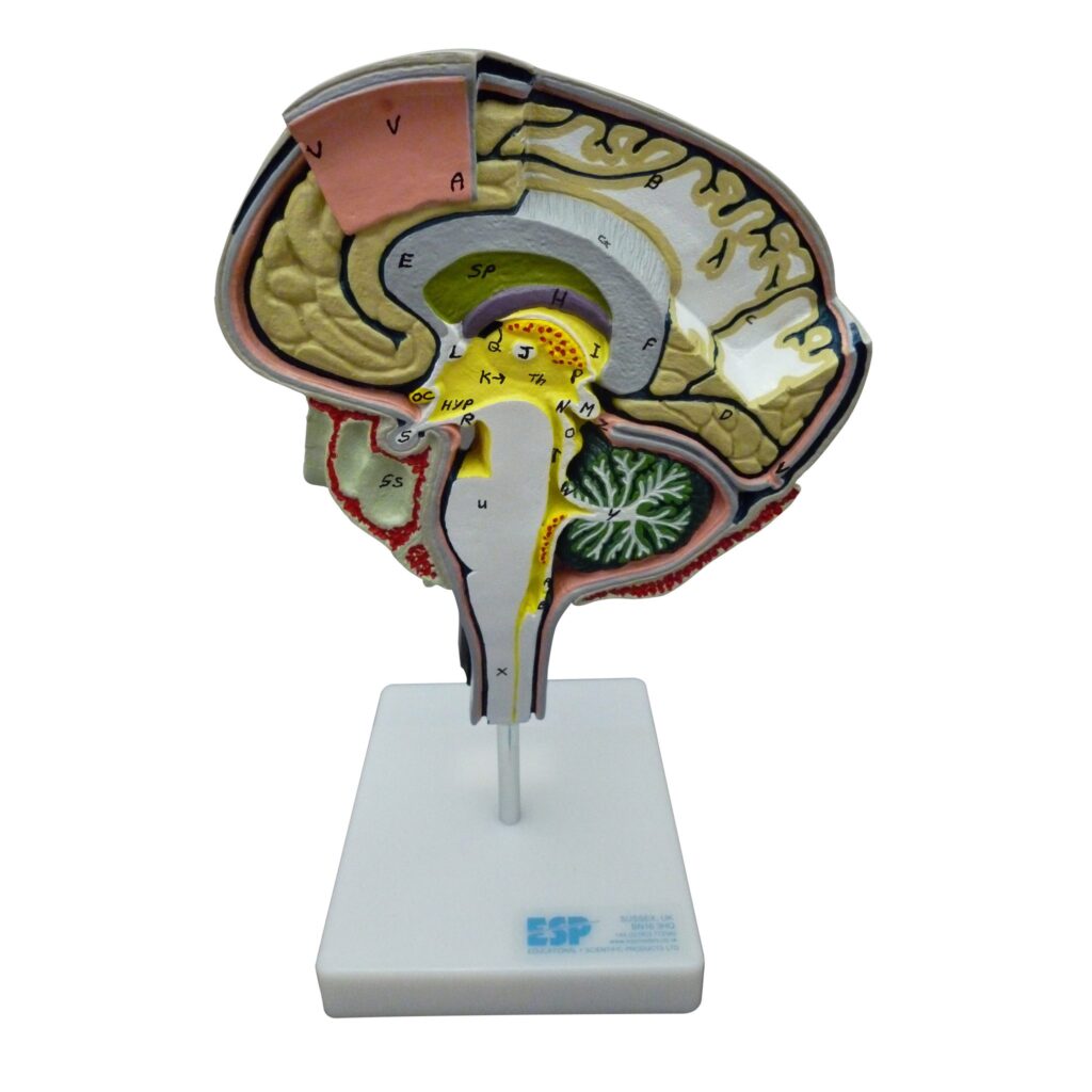 Right Half of Brain Anatomical Model | HaB Direct