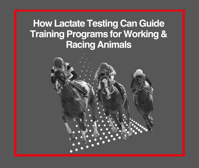 How Veterinary Lactate Testing Can Guide Training Programs for Working ...